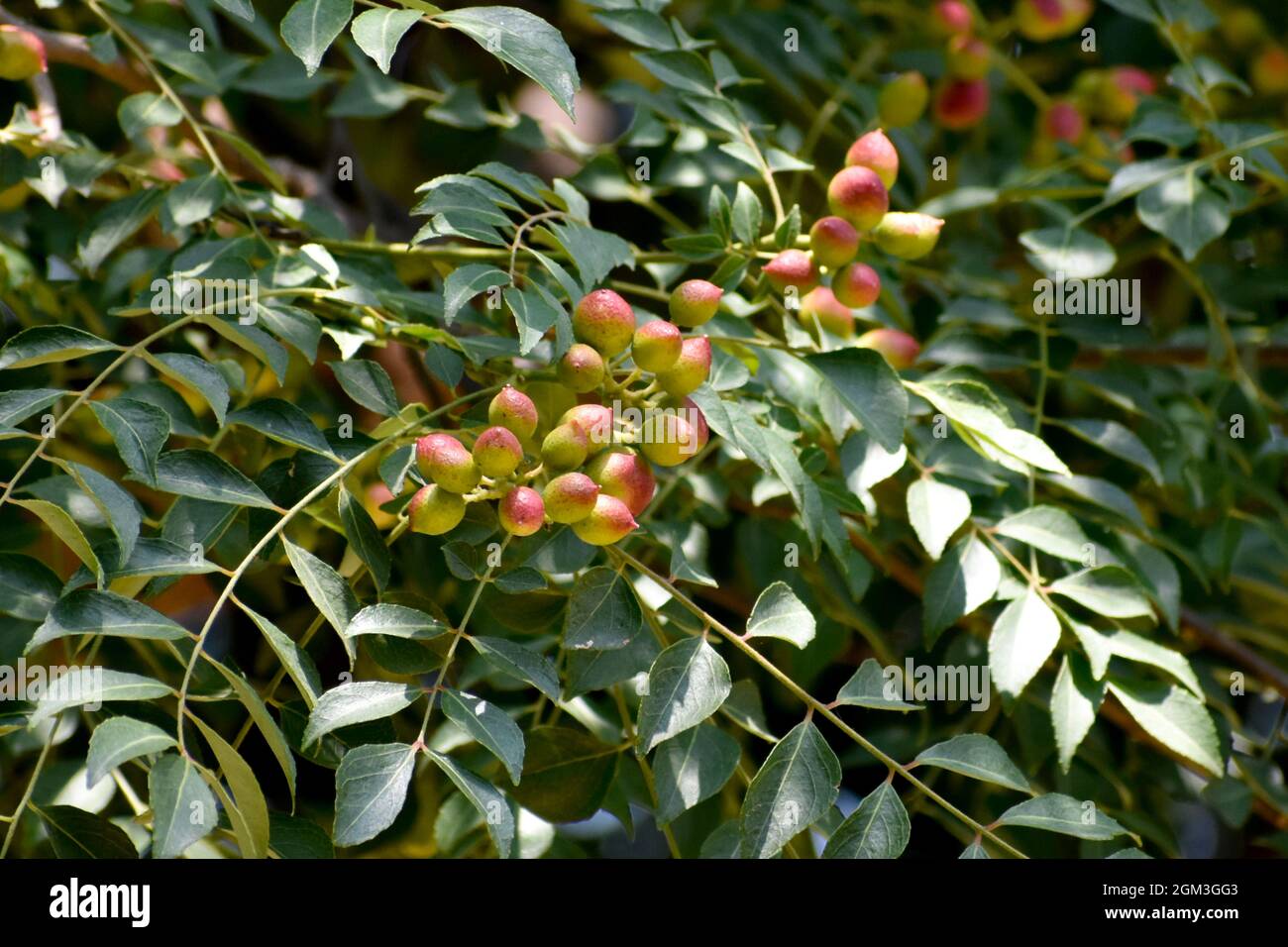 Curry tree fruit hi-res stock photography and images - Alamy