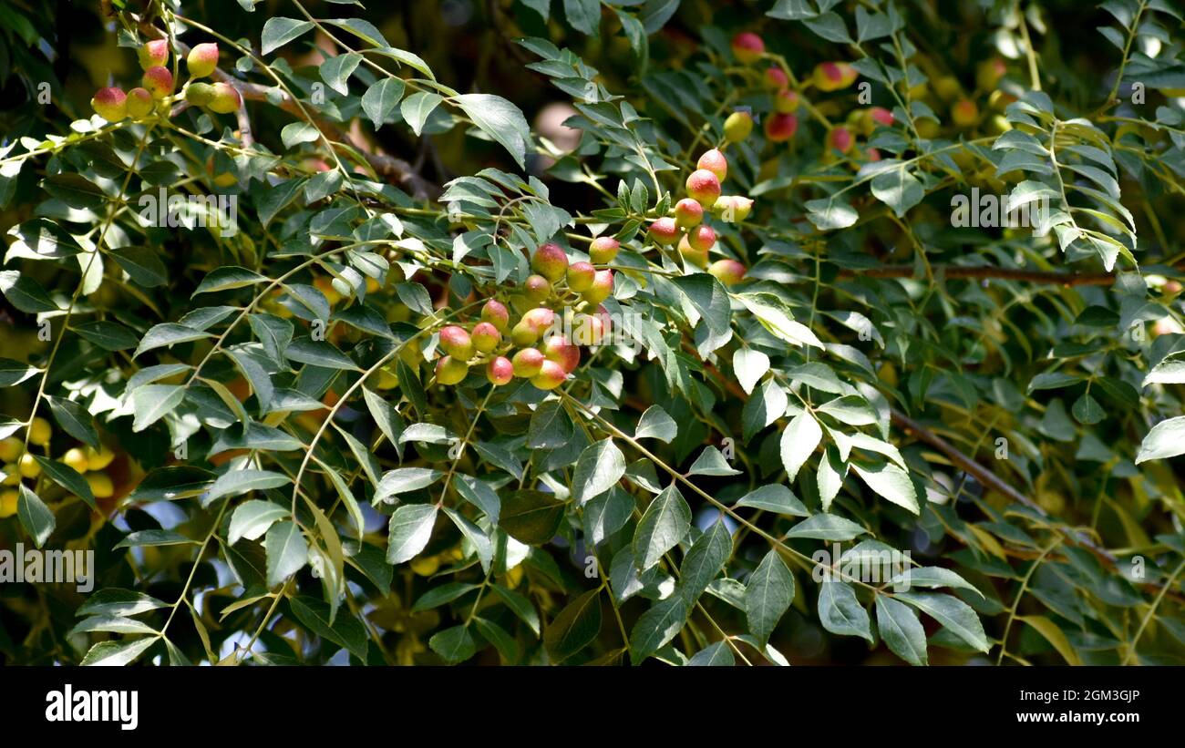 Curry tree fruit hi-res stock photography and images - Alamy