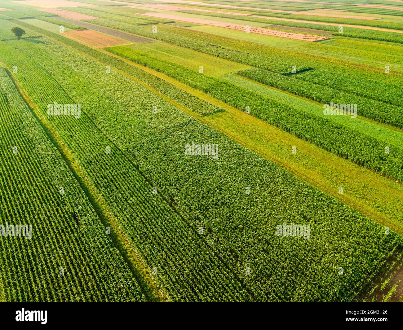 Colorful Rows of Plants Crop in Farm Fields at Summer Stock Photo - Alamy