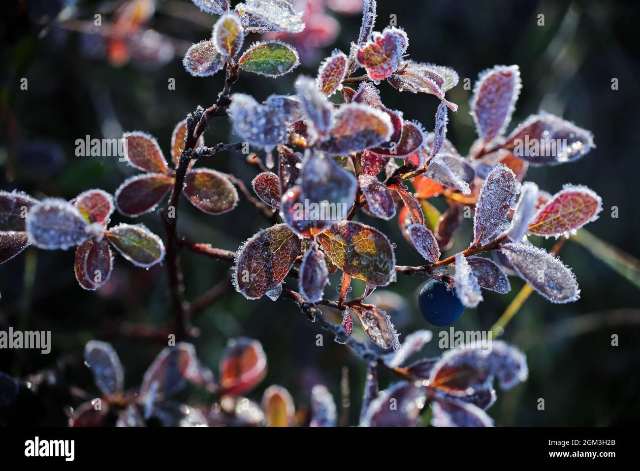 Plants covered with frost in the cold weather in the autumn Stock Photo ...
