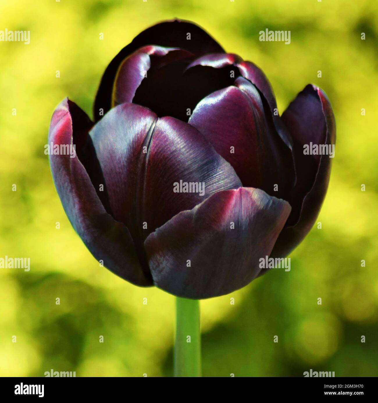 Black queen colors hi-res stock photography and images - Alamy