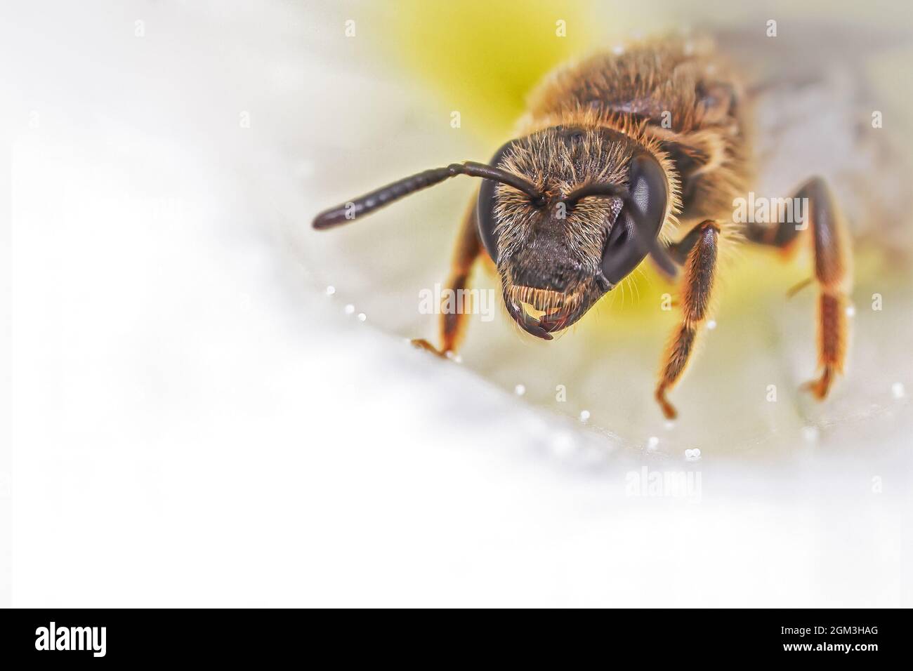 extreme close up of a honey bee head Stock Photo - Alamy