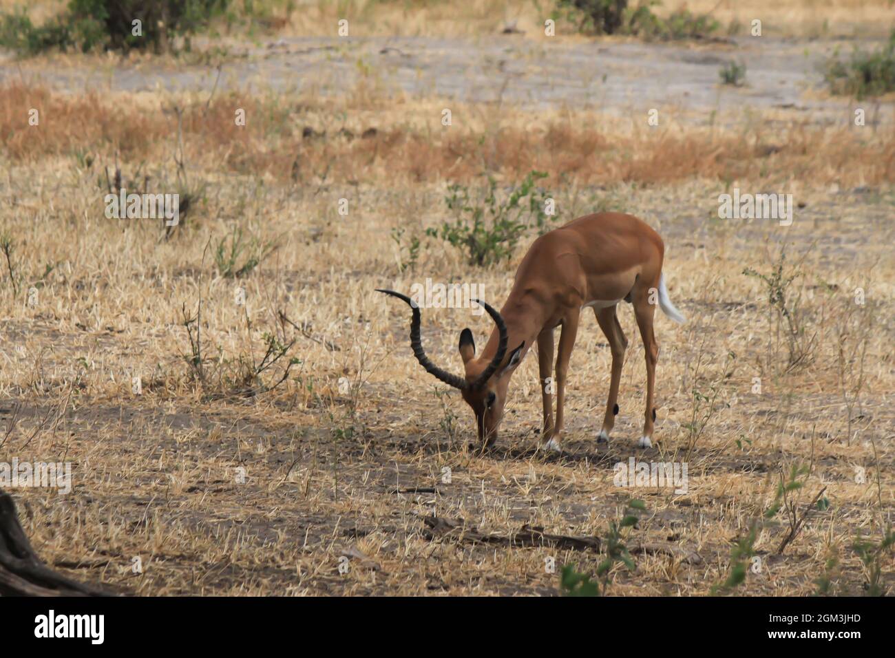Natural view of a lone impala grazing in the wild Stock Photo - Alamy