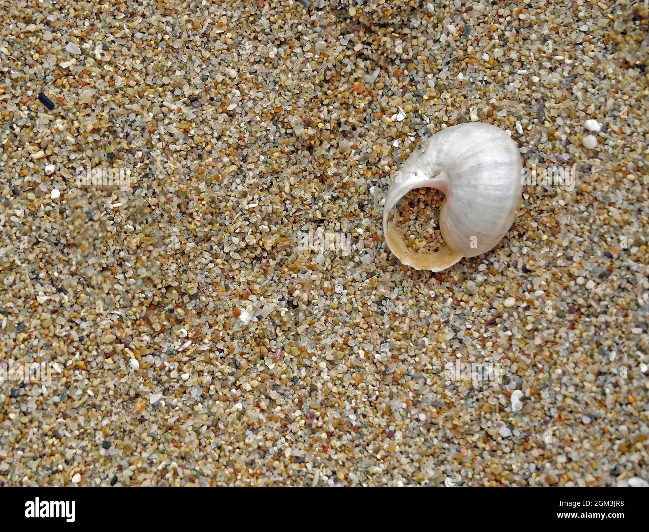 Shell on the sand with various colors at the beach Stock Photo - Alamy