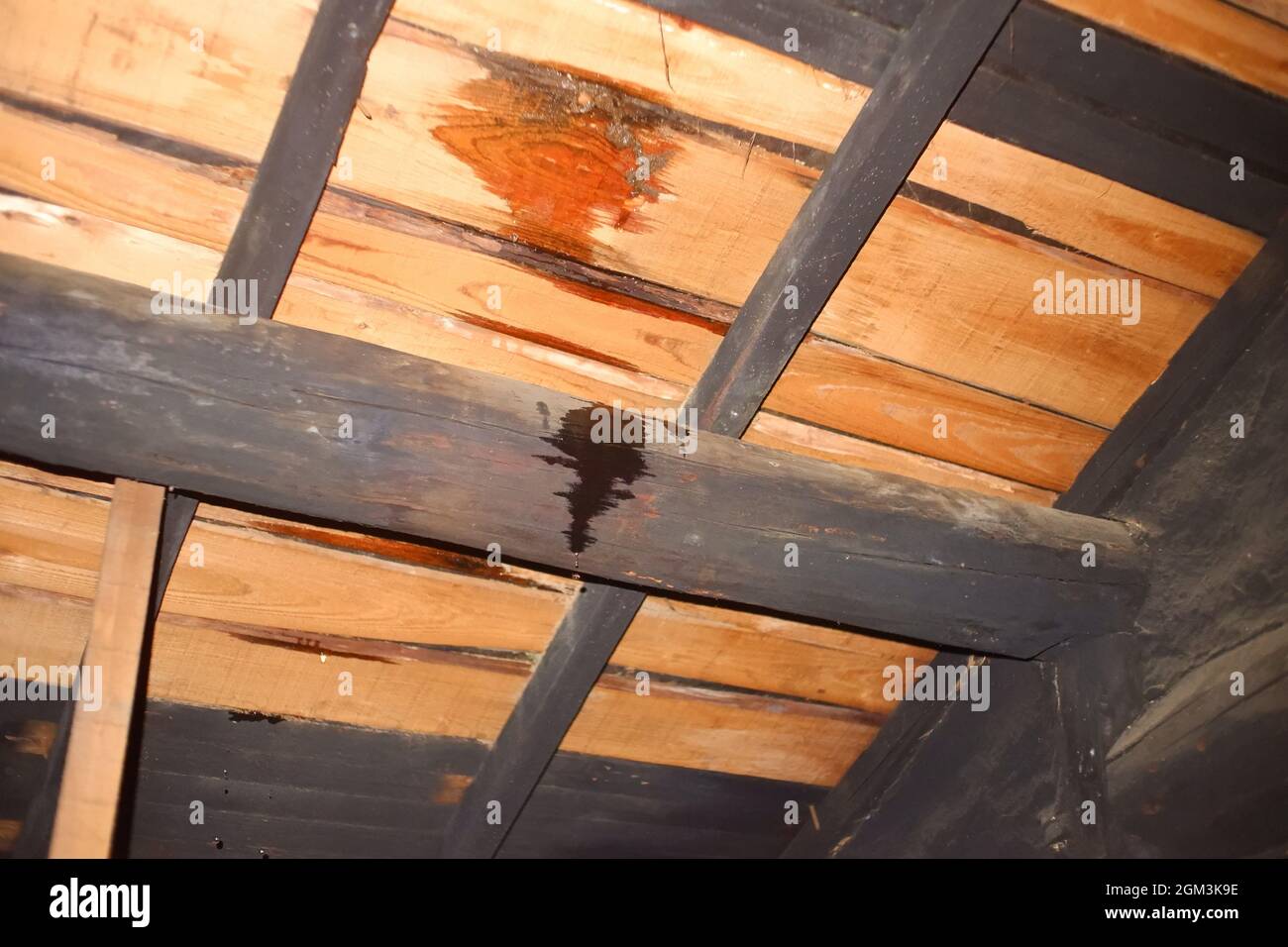 Rain water leaking into the 100-year-old house Stock Photo - Alamy