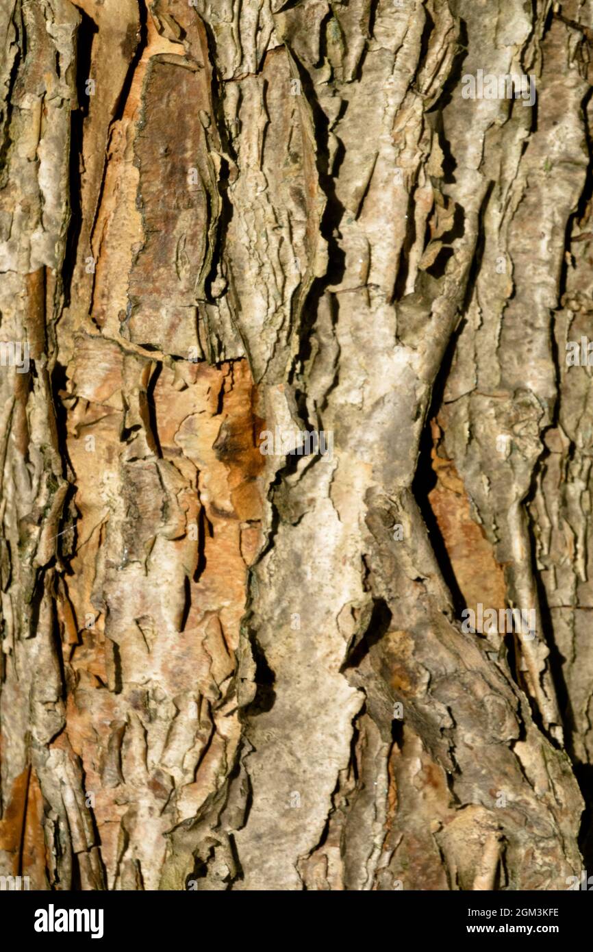 Tree bark texture Acer triflorum Rough Barked Maple Stock Photo - Alamy