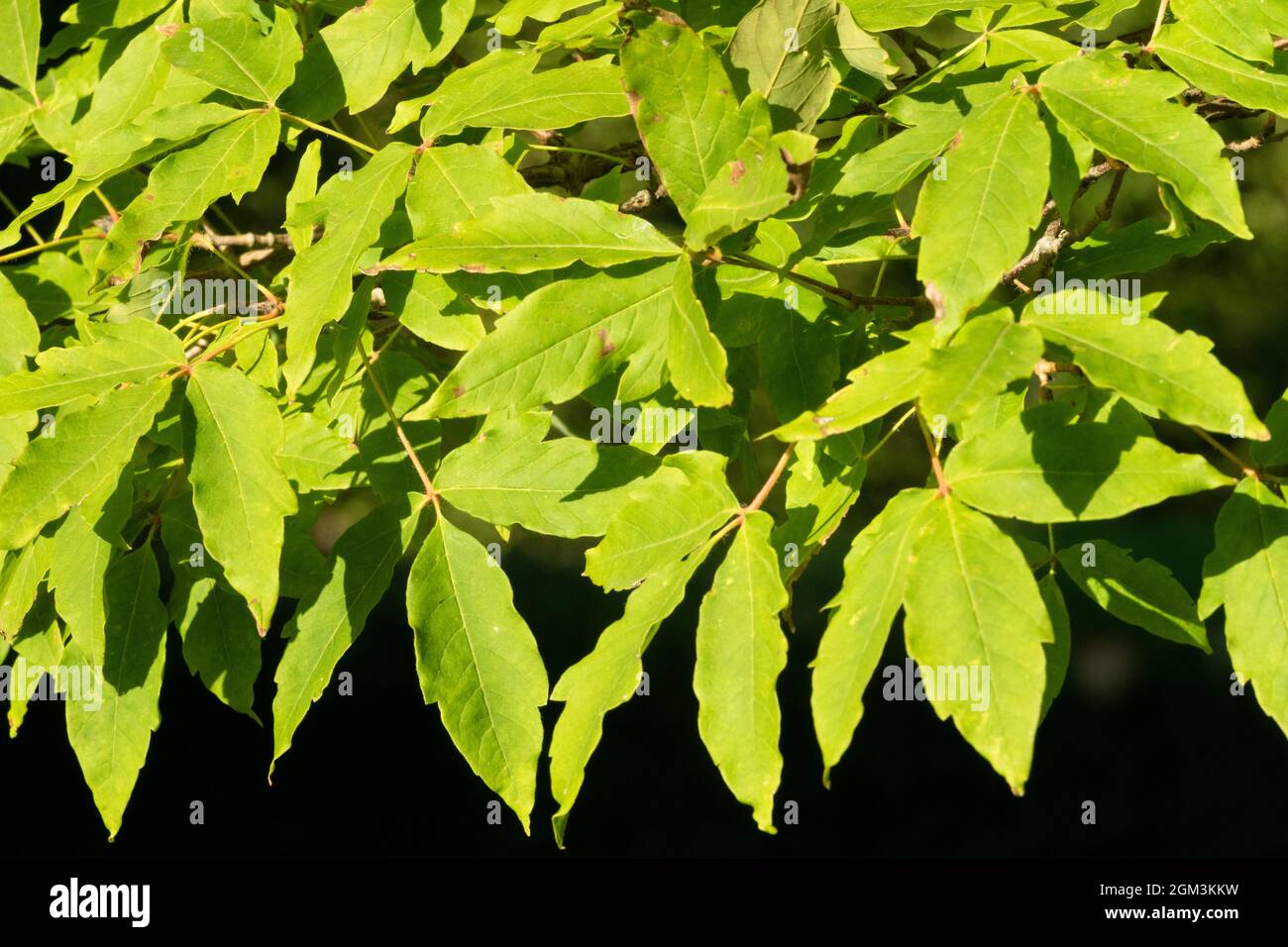 Acer triflorum Leaves Maple Rough Barked Maple Stock Photo - Alamy