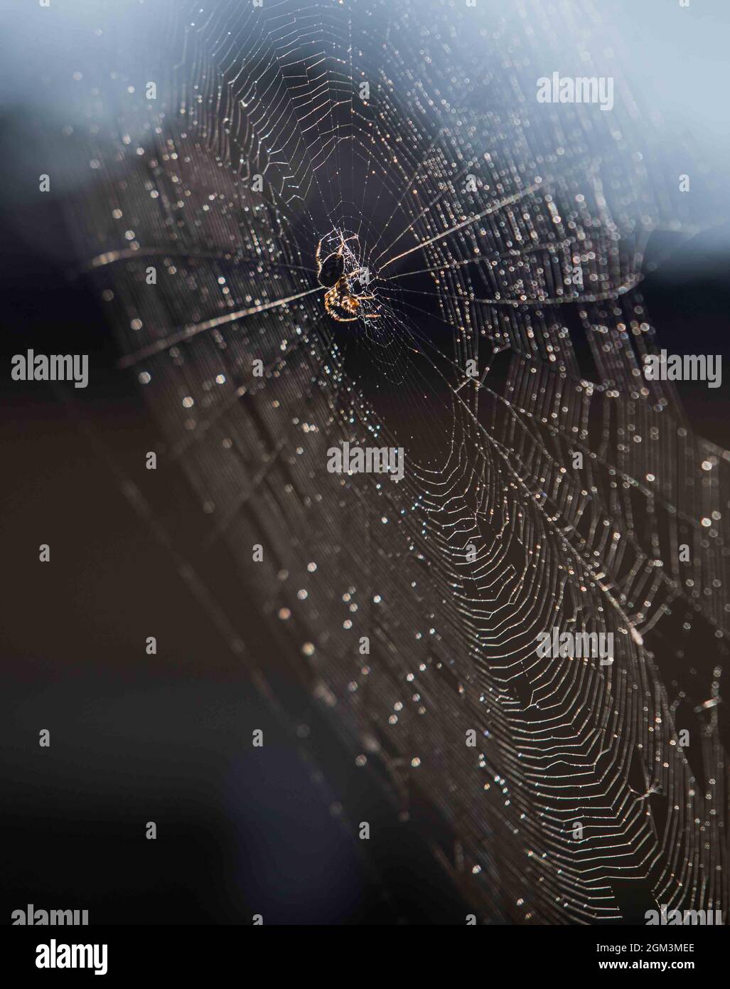 London UK 16 September 2021, The sunshine shows the spiders and their ...