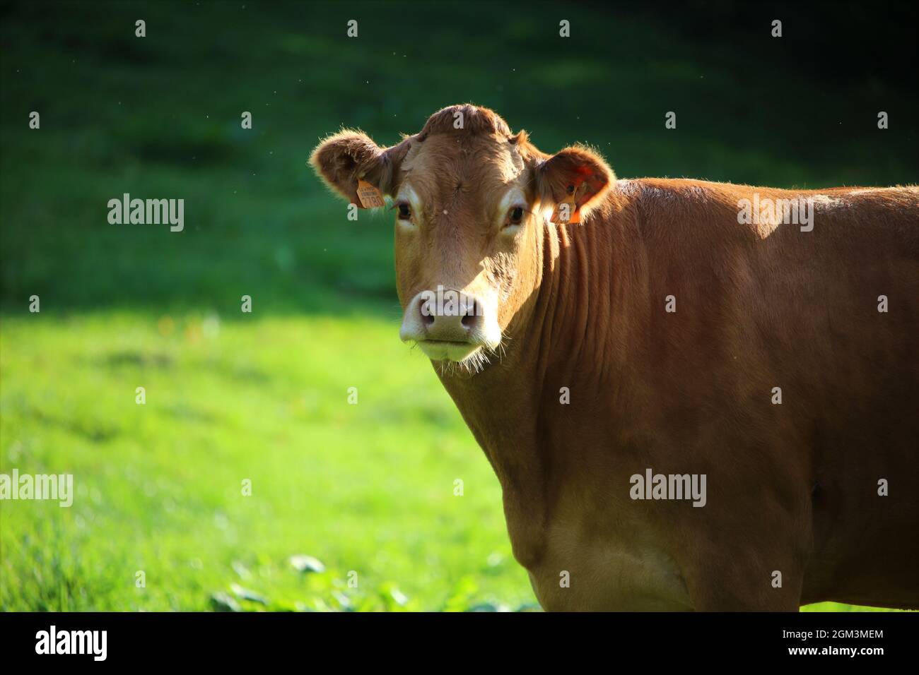 Wild brown cow hi-res stock photography and images - Alamy