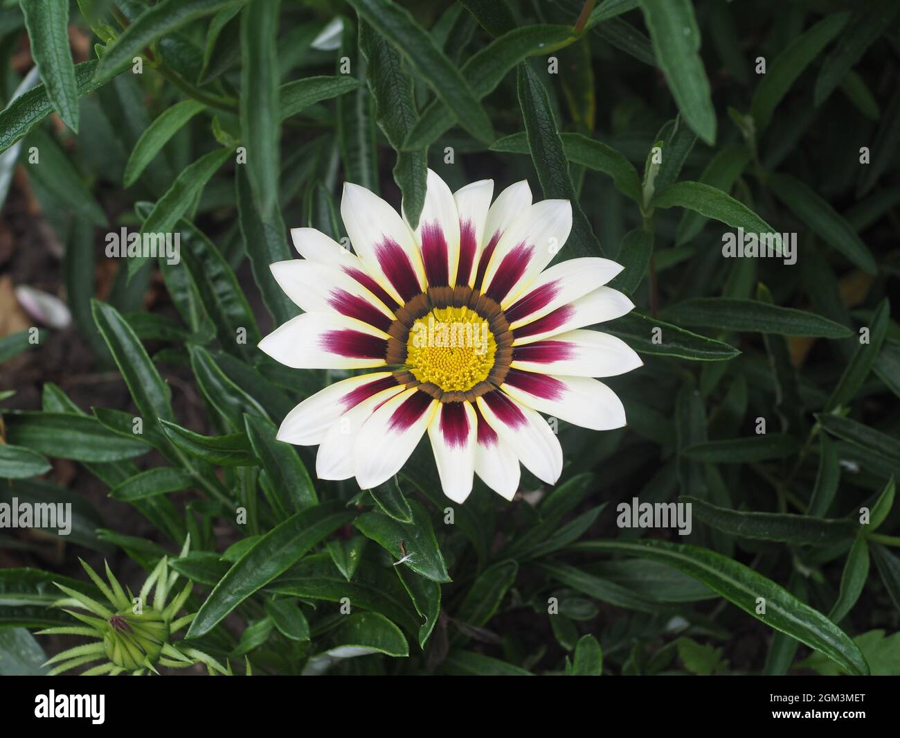 Fully open rose hi-res stock photography and images - Alamy