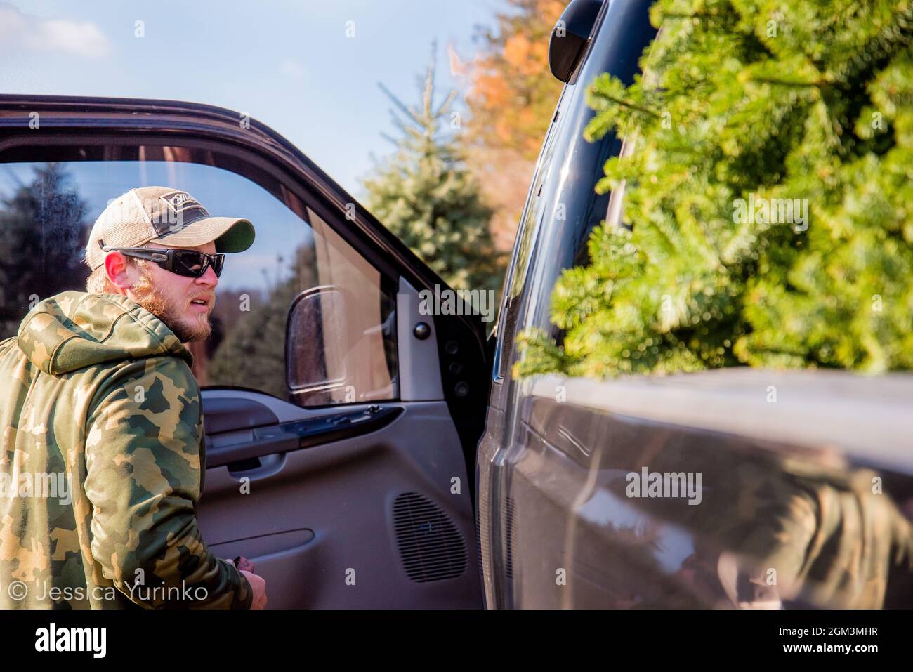 Christmas tree tradition holiday tree chop hunt Stock Photo - Alamy