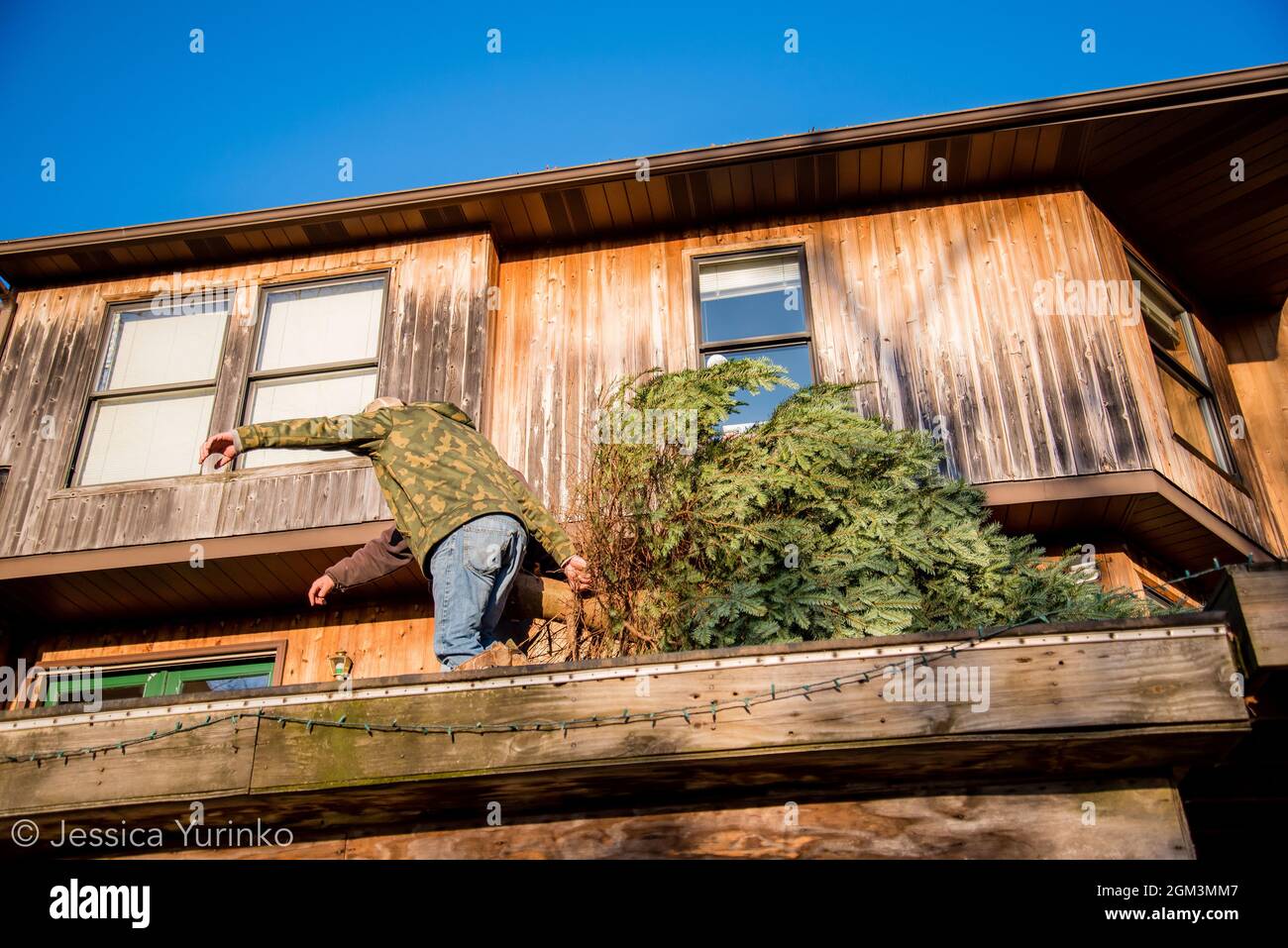Christmas tree tradition holiday tree chop hunt Stock Photo - Alamy