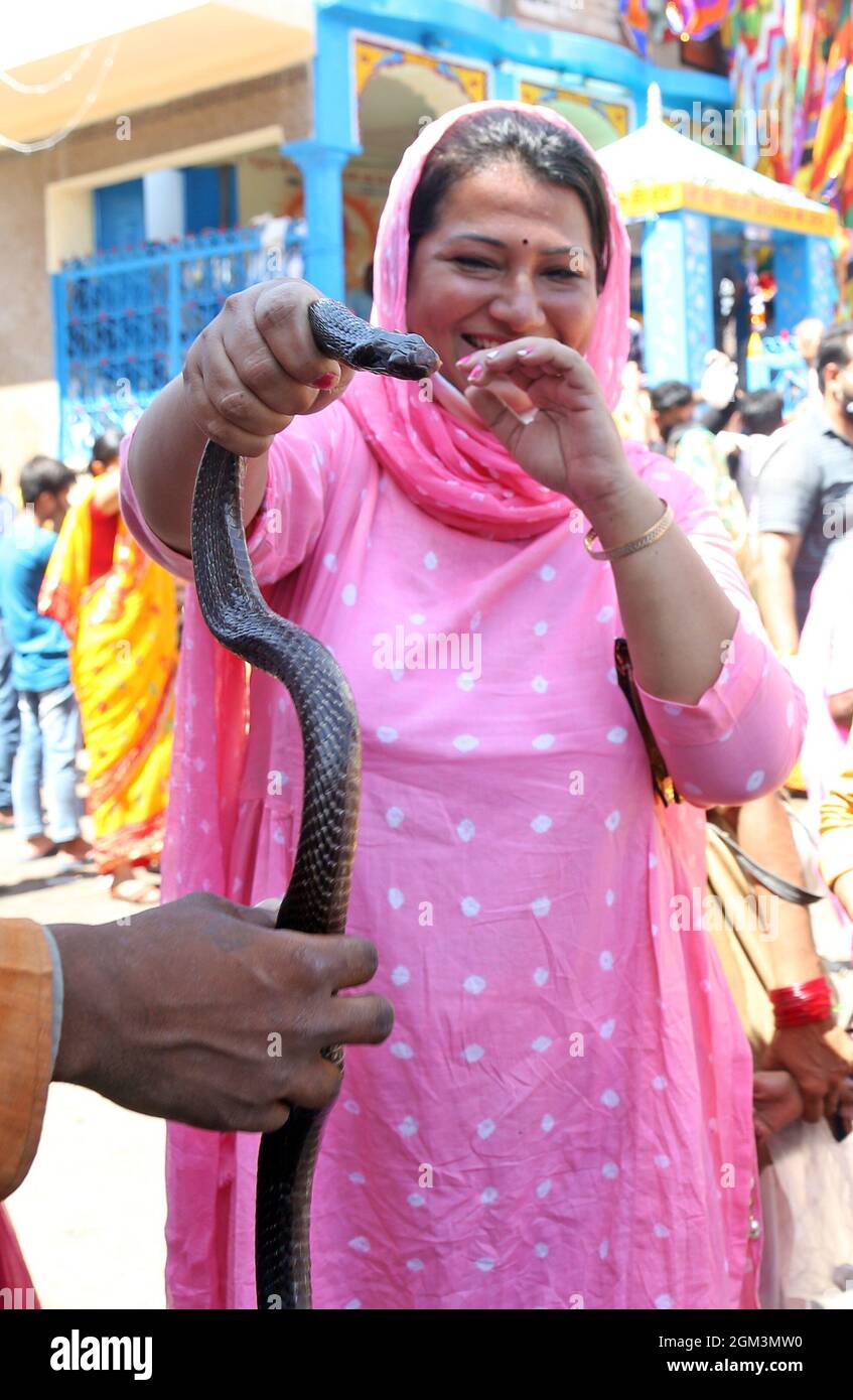 Snake diversity of india hi-res stock photography and images - Alamy