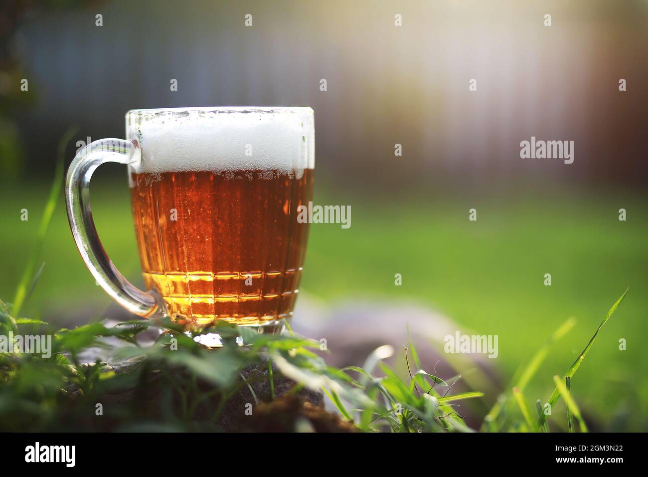 mug of beer on the grass Stock Photo - Alamy