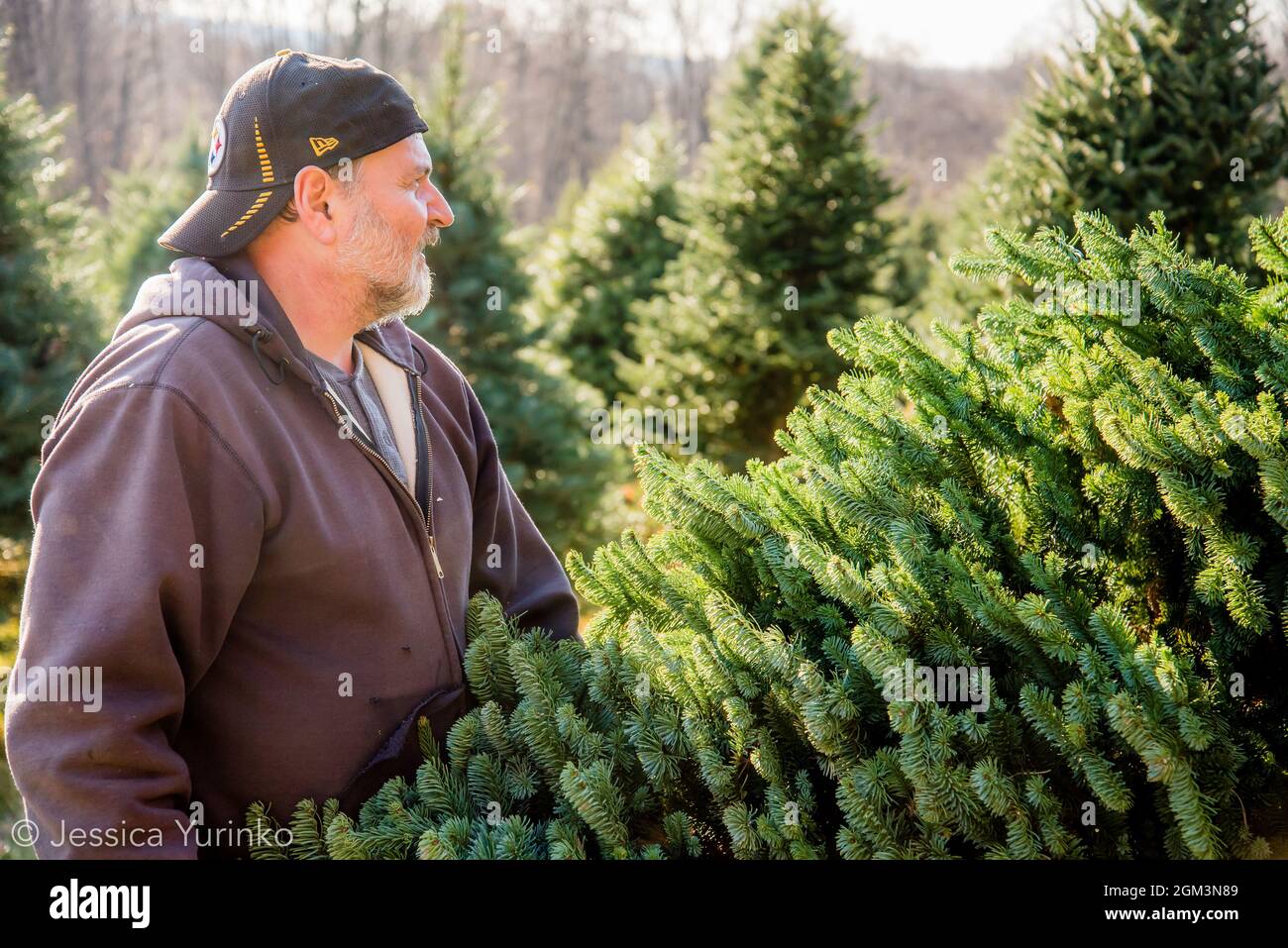 Christmas tree tradition holiday tree chop hunt Stock Photo - Alamy