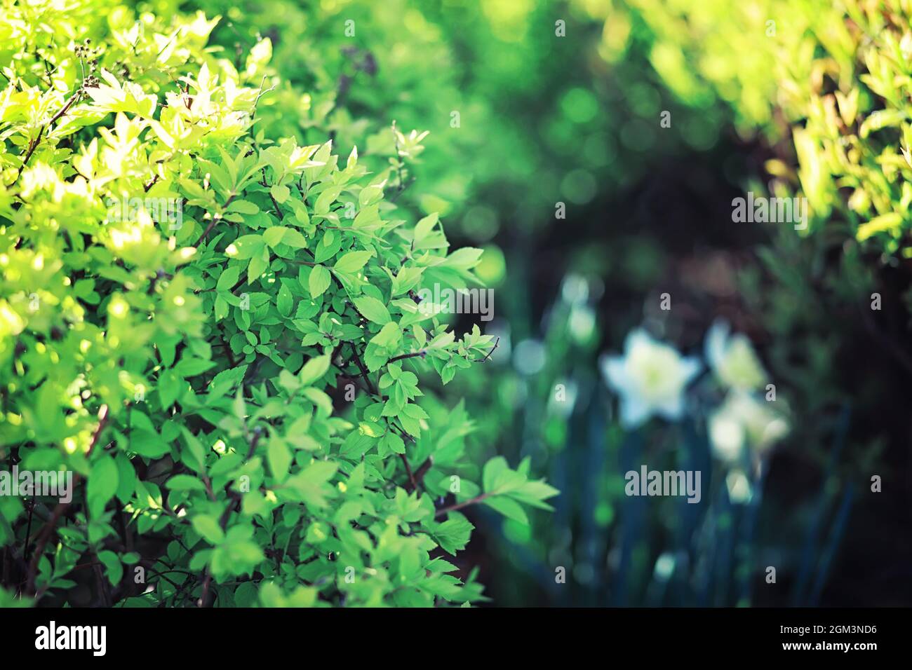 Bright spring greens at dawn in the forest. Nature comes to life in ...
