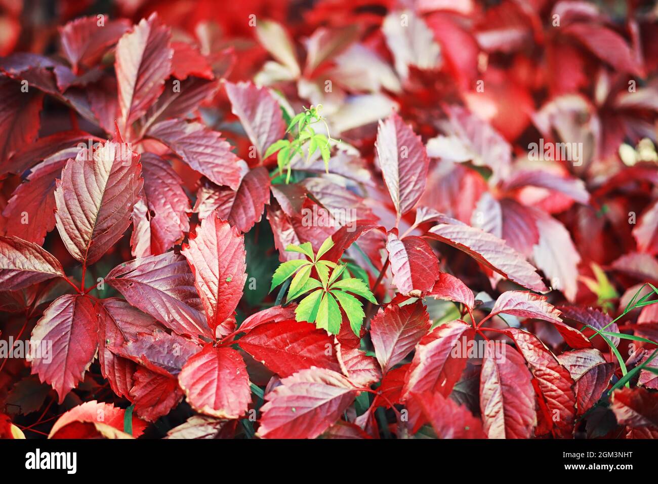 Bright spring greens at dawn in the forest. Nature comes to life in ...