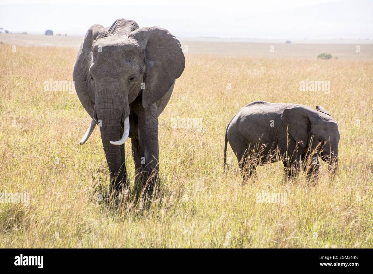 Elaphant calf hi-res stock photography and images - Alamy