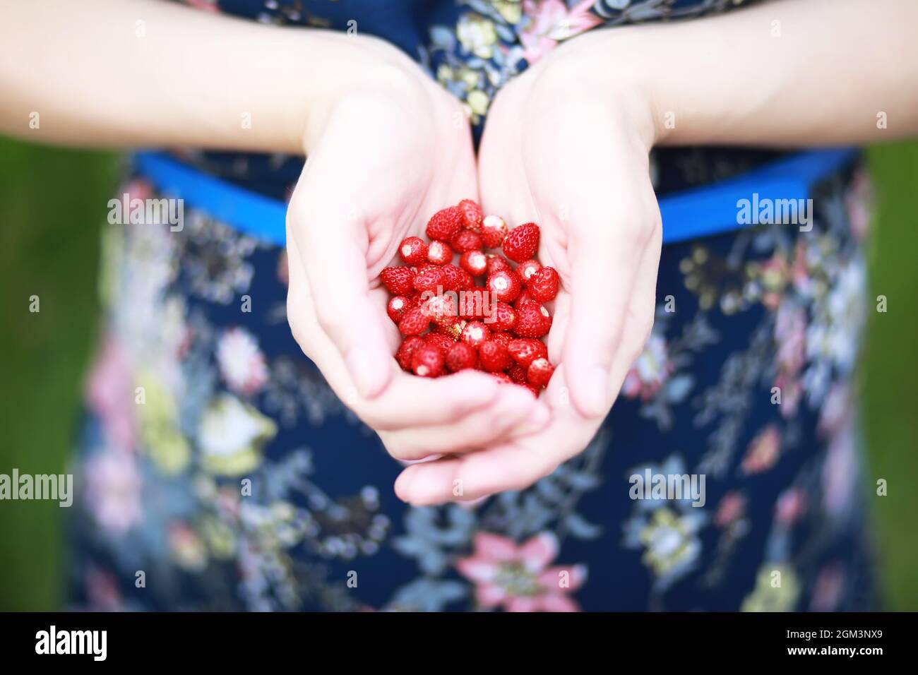 The white shirt woman holding many fresh strawberries in her hands with ...