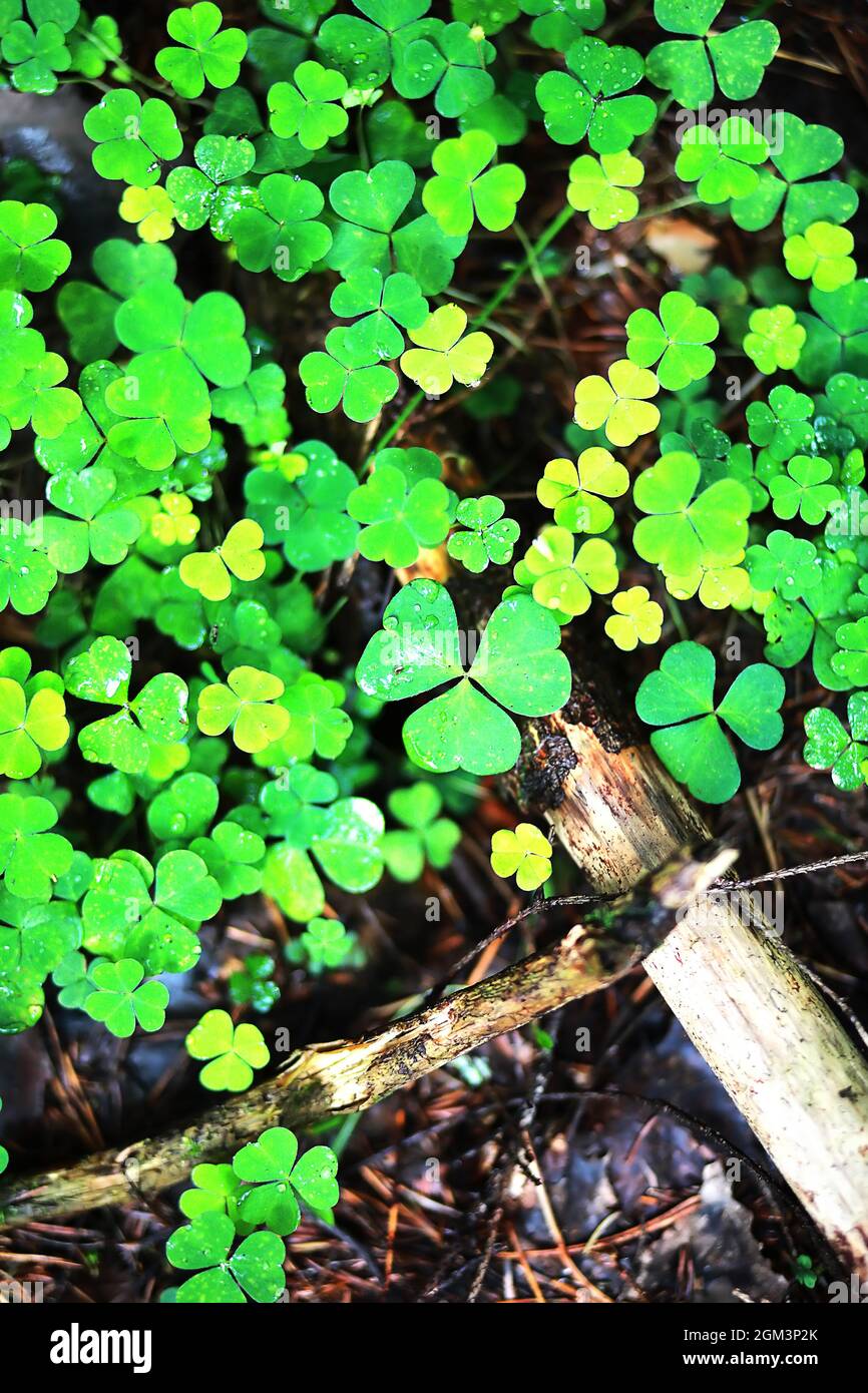 Background from plant clover four leaf. Irish traditional symbol. St ...