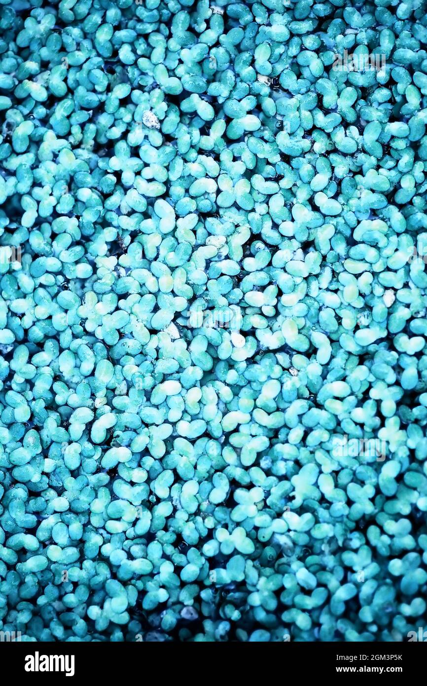 Background from plant clover four leaf. Irish traditional symbol. St ...