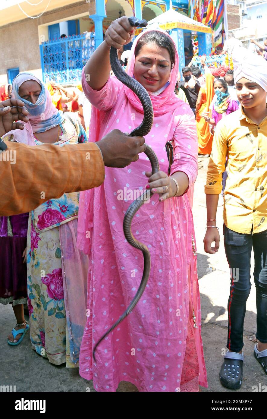 Snake diversity of india hi-res stock photography and images - Alamy