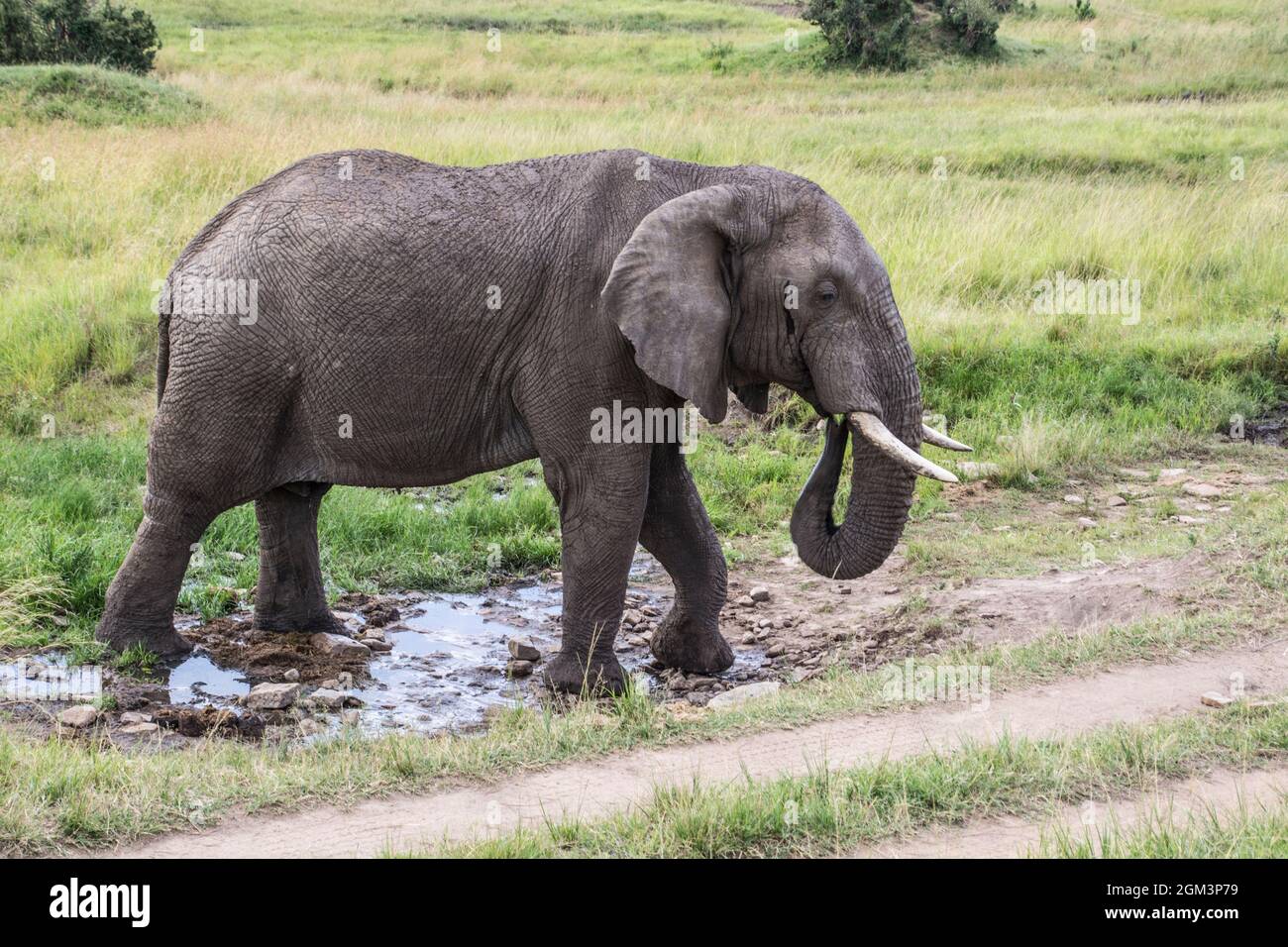 Elephants In Kenya Stock Photo - Alamy