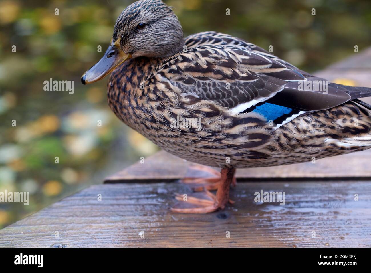 wild duck with blue feathers called a speculum on her wings Stock Photo ...