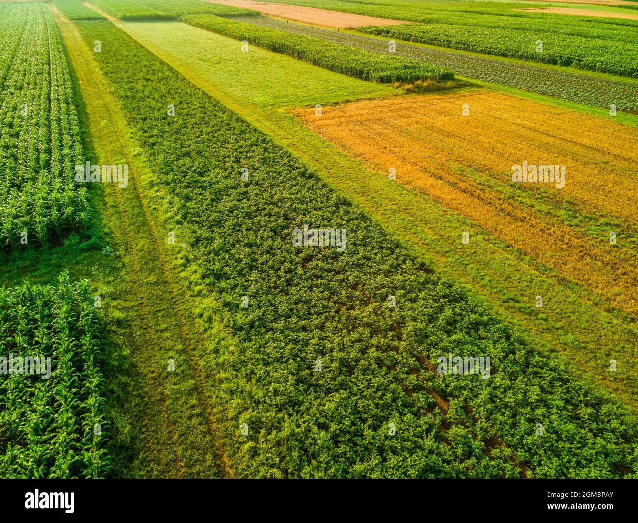 Colorful Rows of Plants Crop in Farm Fields at Summer Stock Photo - Alamy