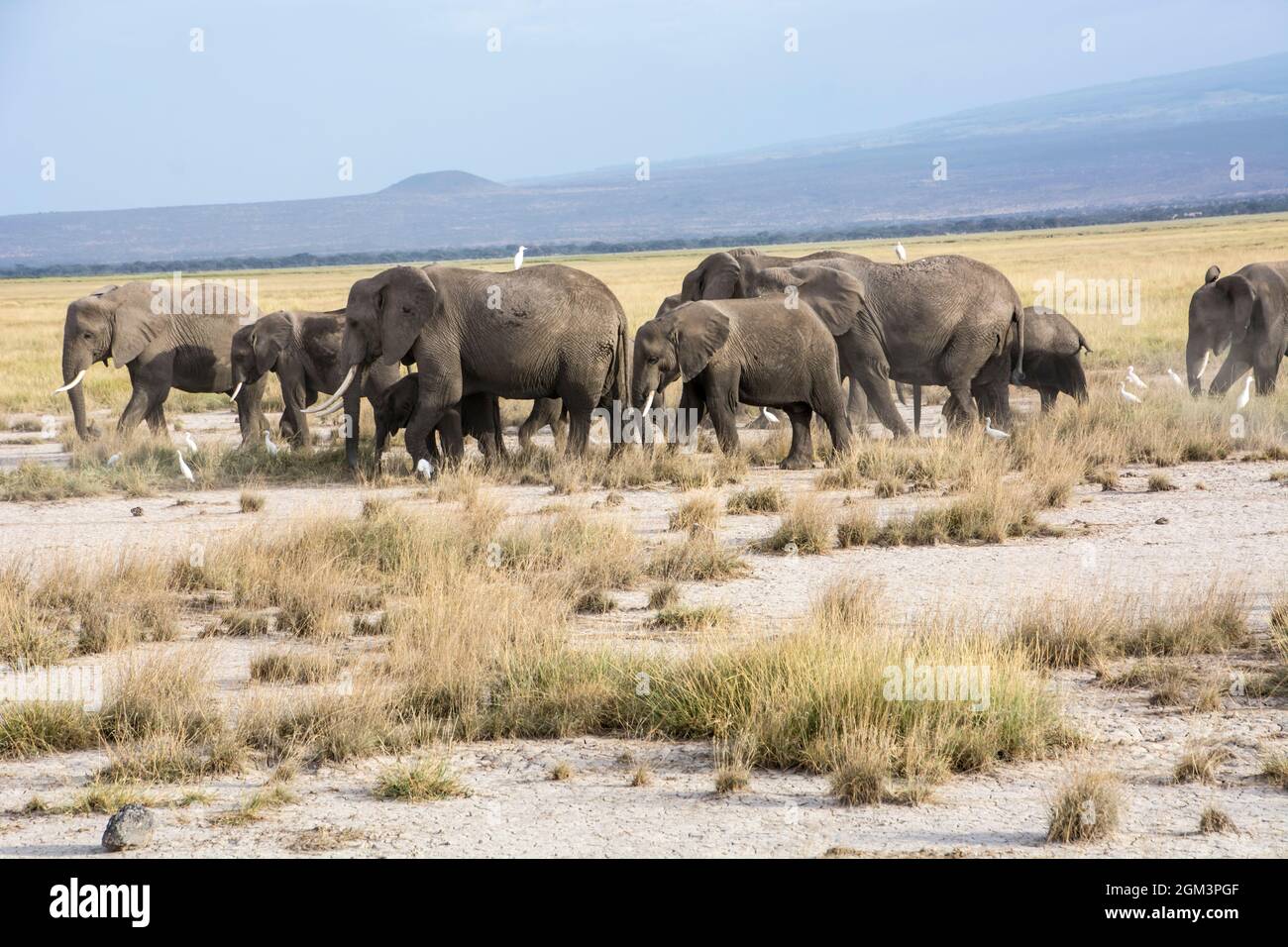 Elephants In Kenya Stock Photo - Alamy
