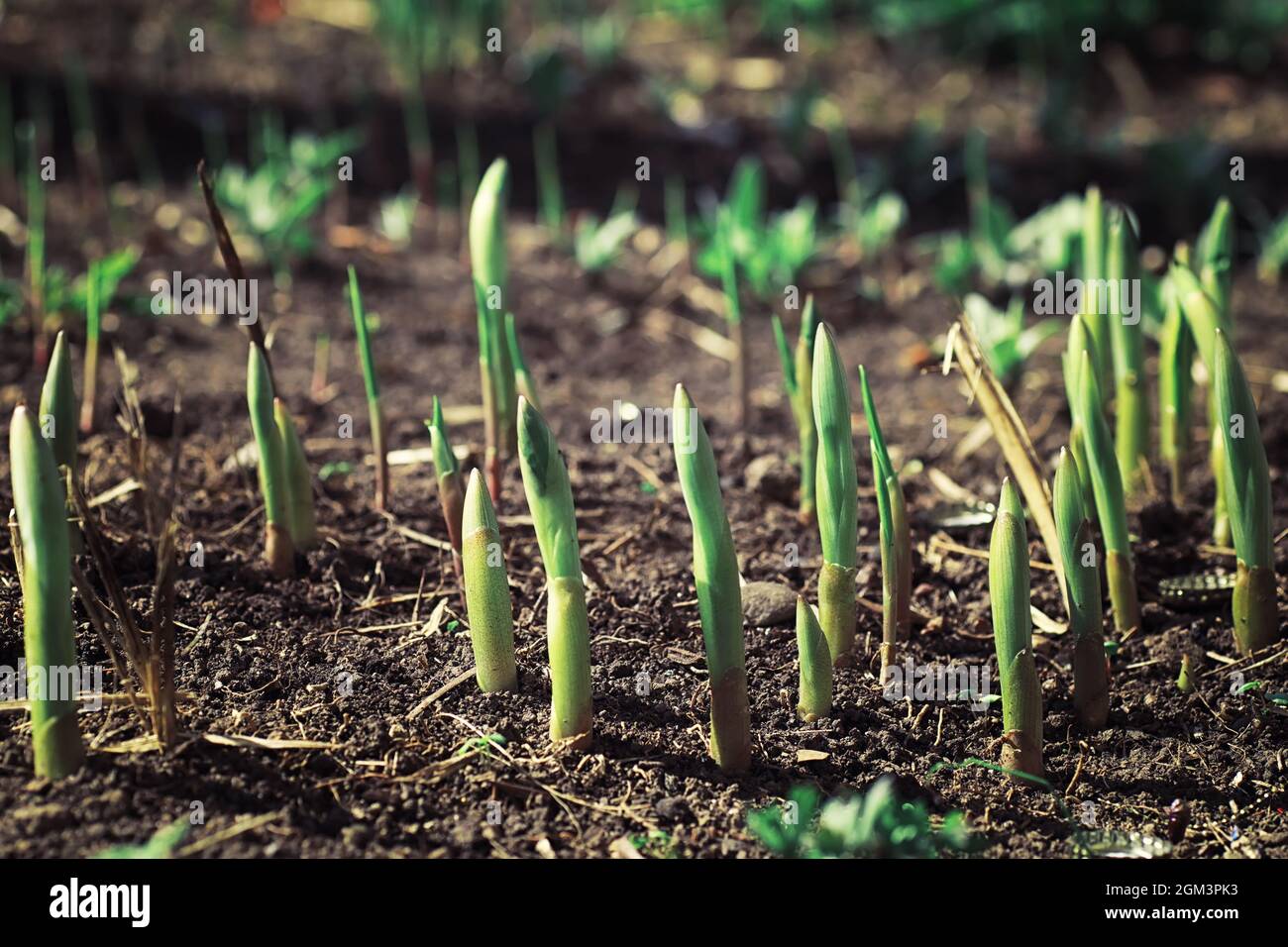 Bright spring greens at dawn in the forest. Nature comes to life in ...