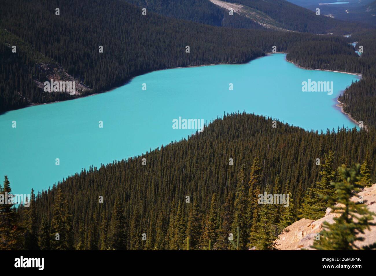 Dramatic turquoise color of the water of Peyto Lake in Banff National ...