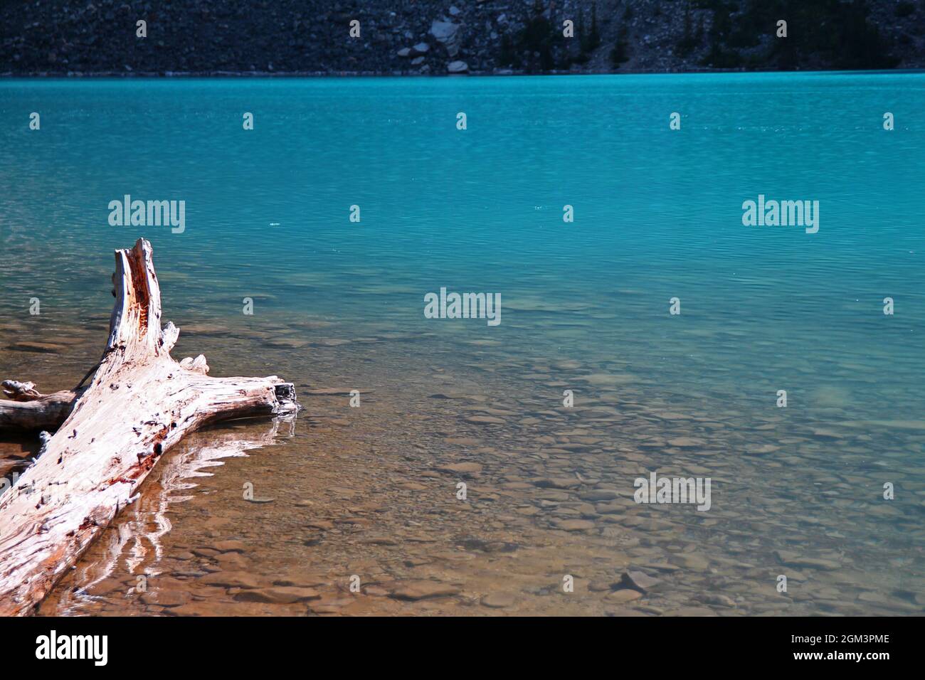 The floating root of the dead tree in the turquoise waters of Lake ...