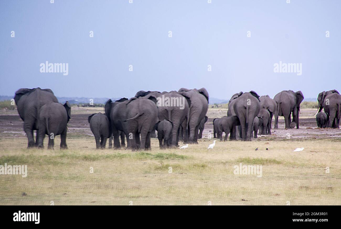Elephants In Kenya Stock Photo - Alamy