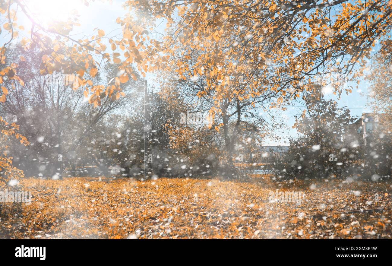 Autumn park in the days of the first snow Stock Photo - Alamy