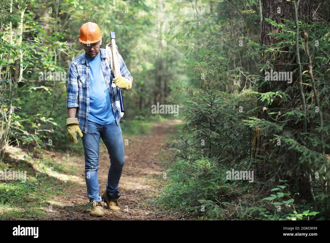 Male lumberjack in the forest. Professional woodcutter inspects trees ...