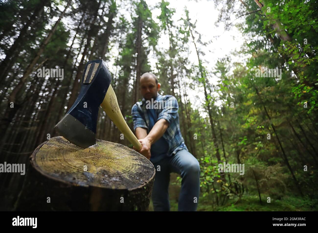 Male worker with ax chopping a tree in the forest Stock Photo - Alamy