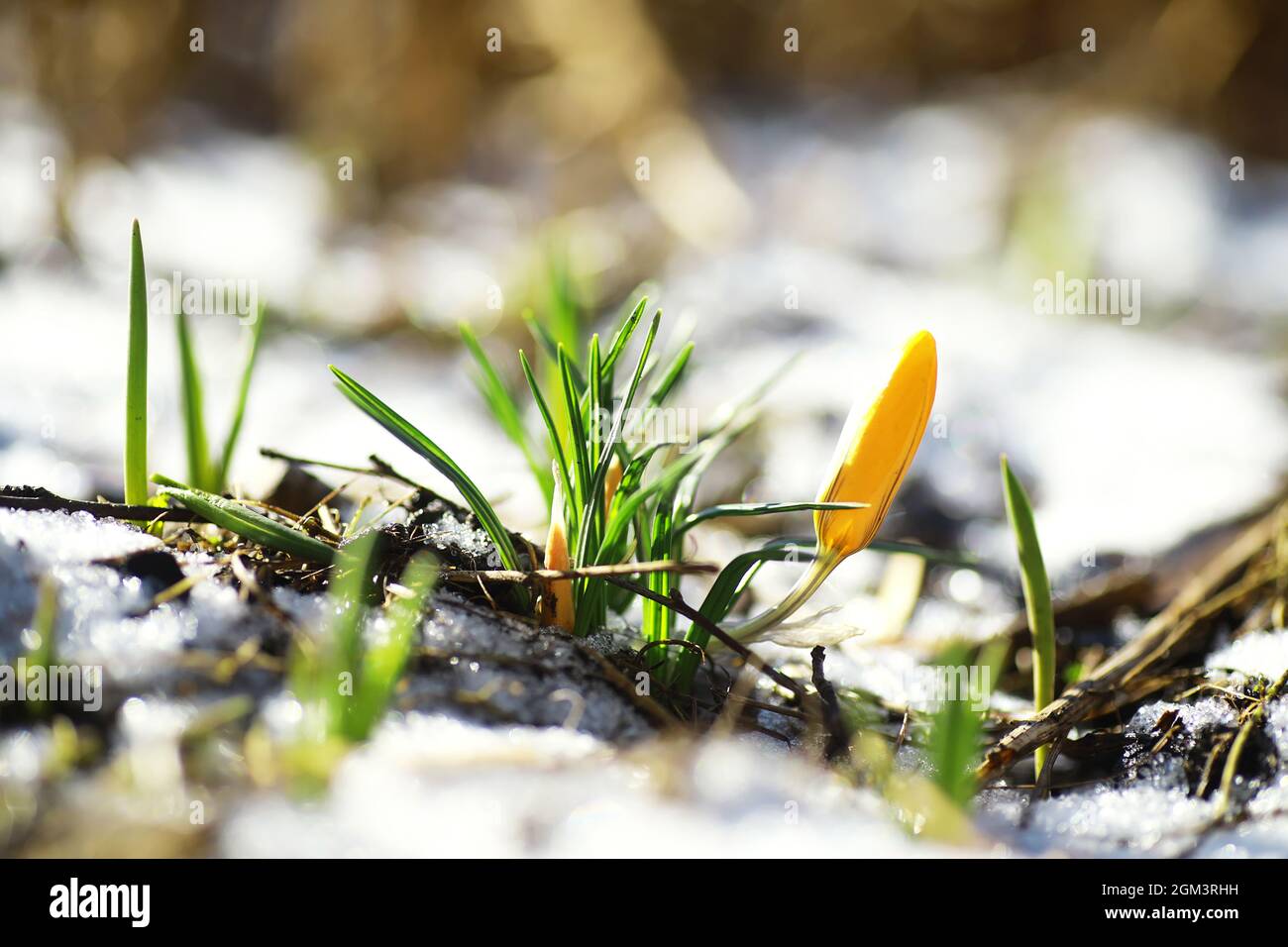 Spring flowers, white crocus snowdrops sun rays. White and yellow ...
