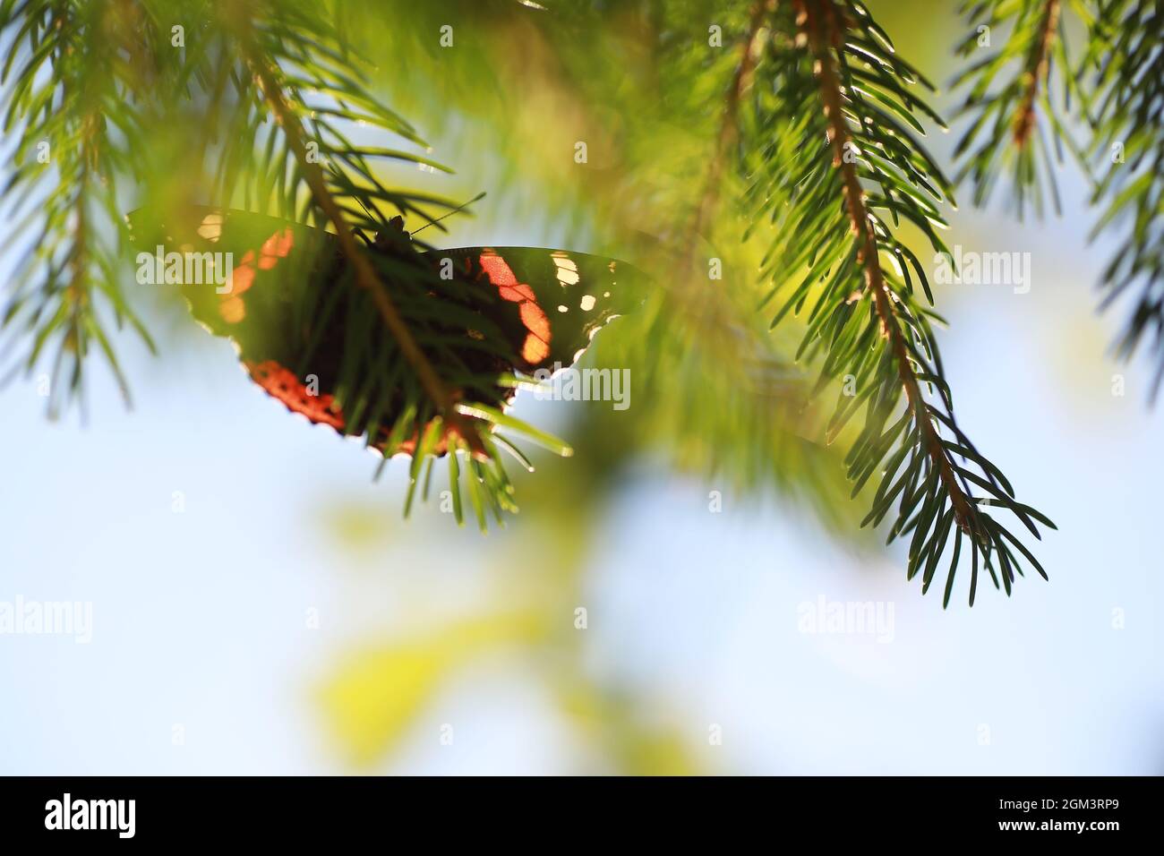 Butterflies on a tree. Butterflies and nectar. Birch juice. Butterflies ...