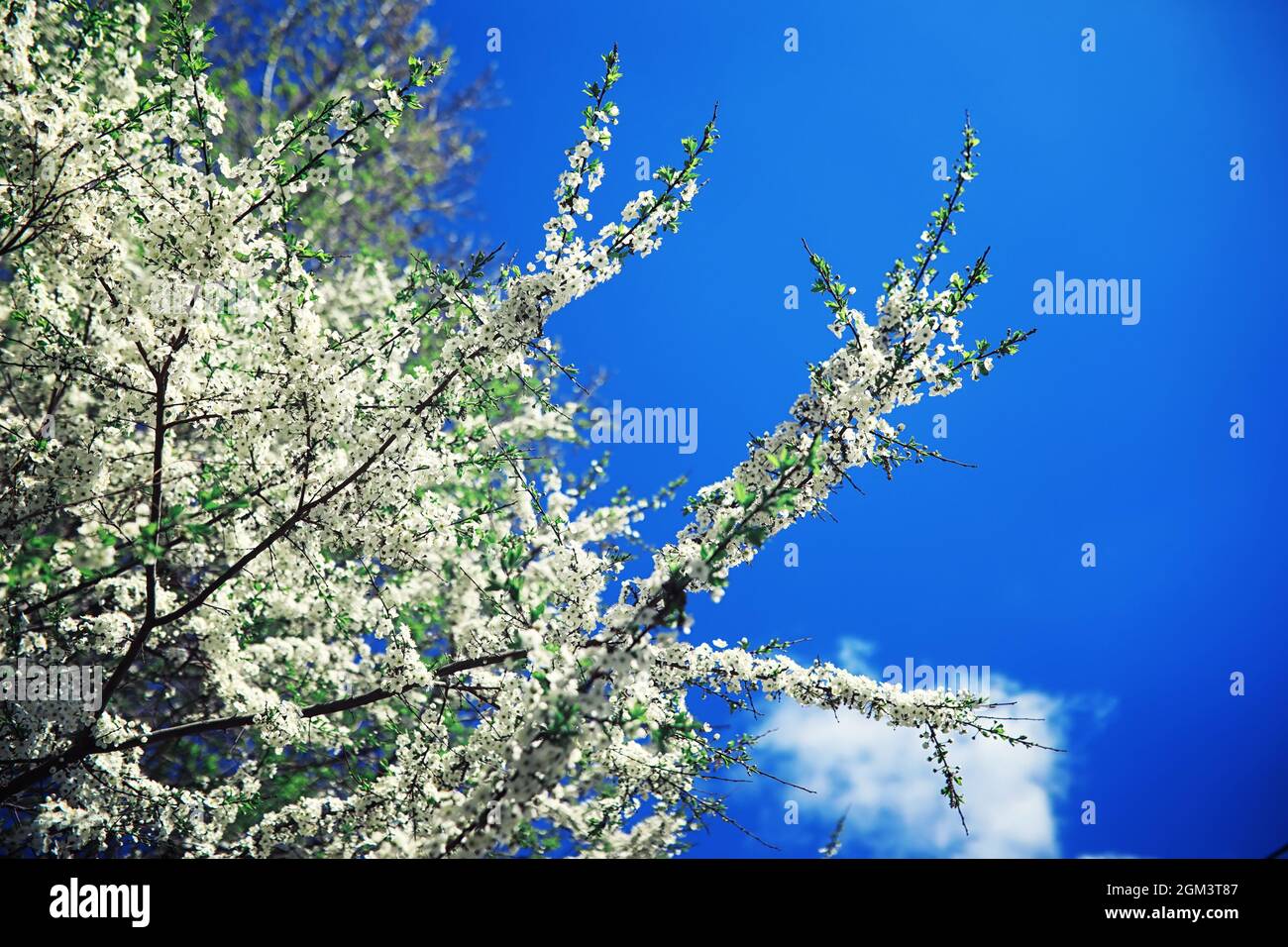 Bright spring greens at dawn in the forest. Nature comes to life in ...