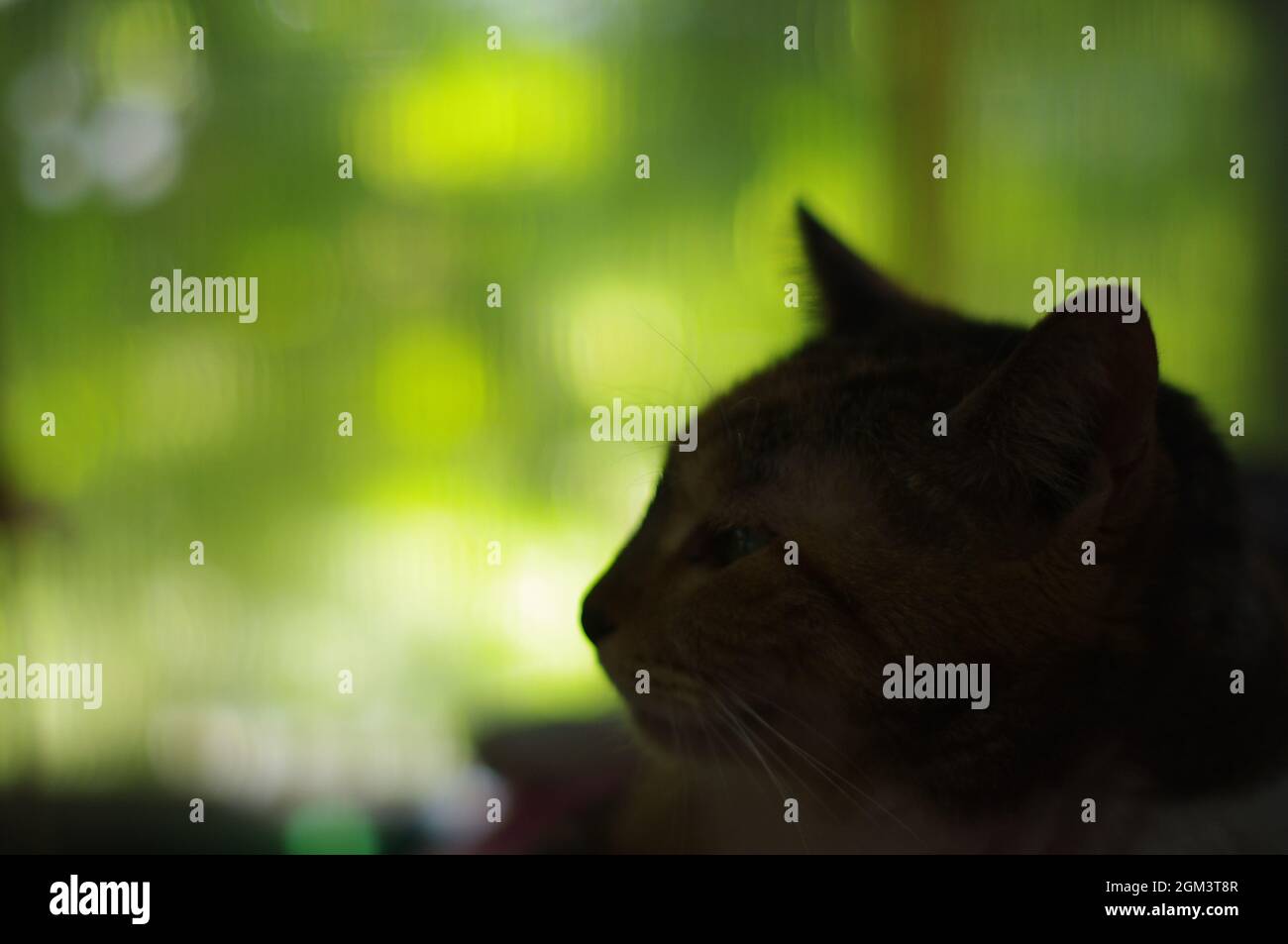 Female cat pondering the meaning of her life and her children Stock ...