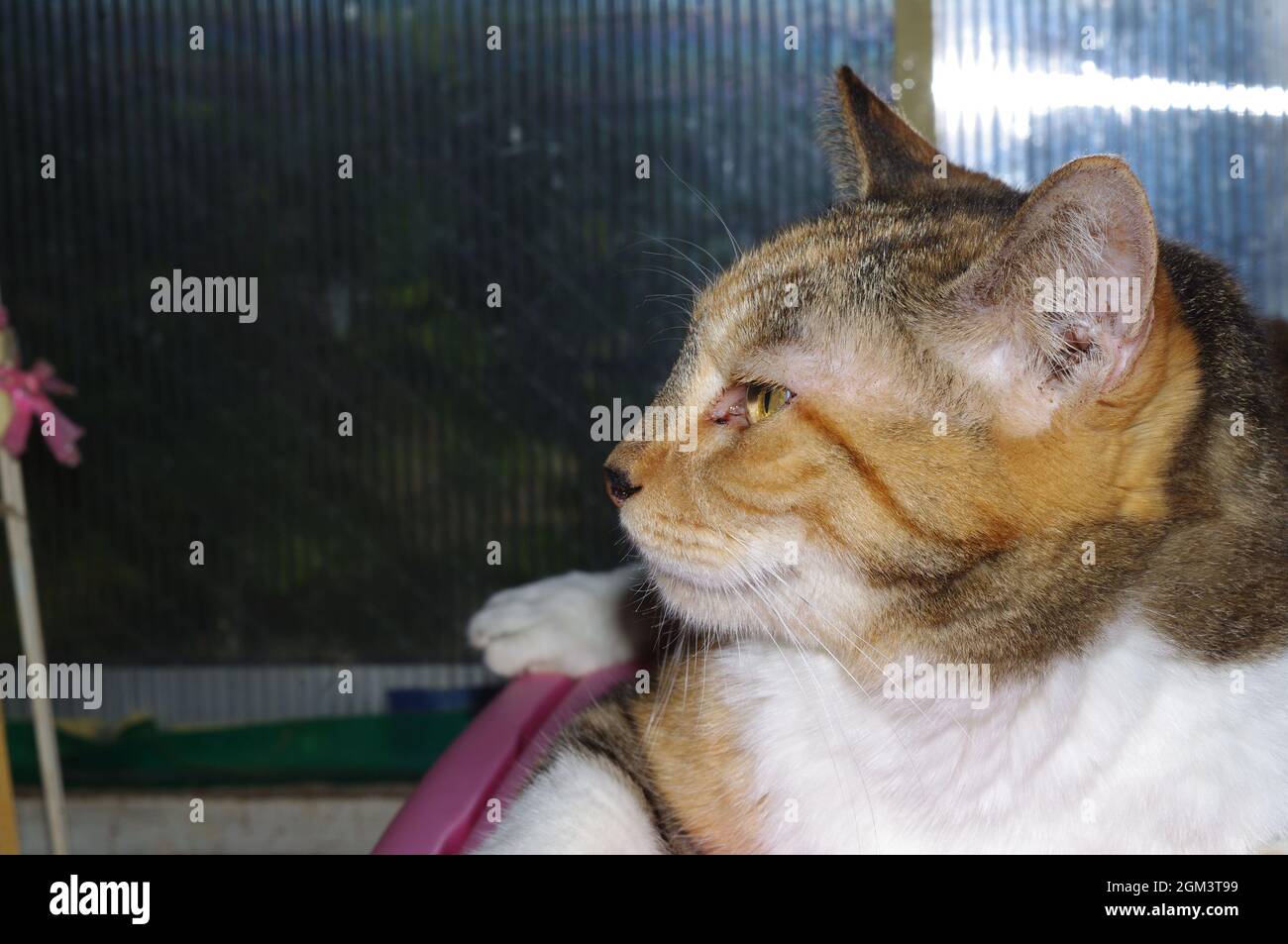 Female cat pondering the meaning of her life and her children Stock ...