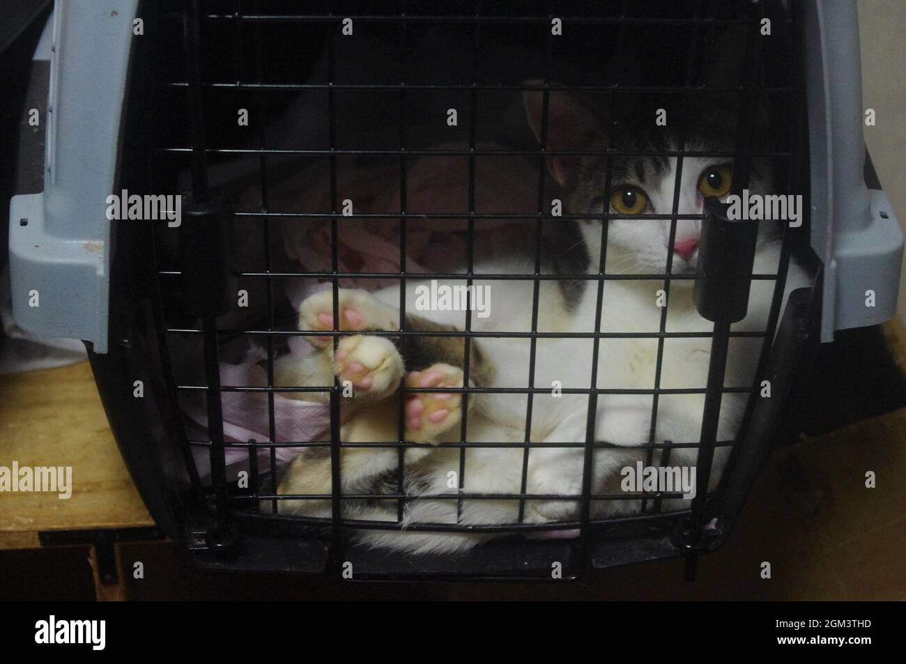 Female cat relaxing in tiny carrier Stock Photo - Alamy