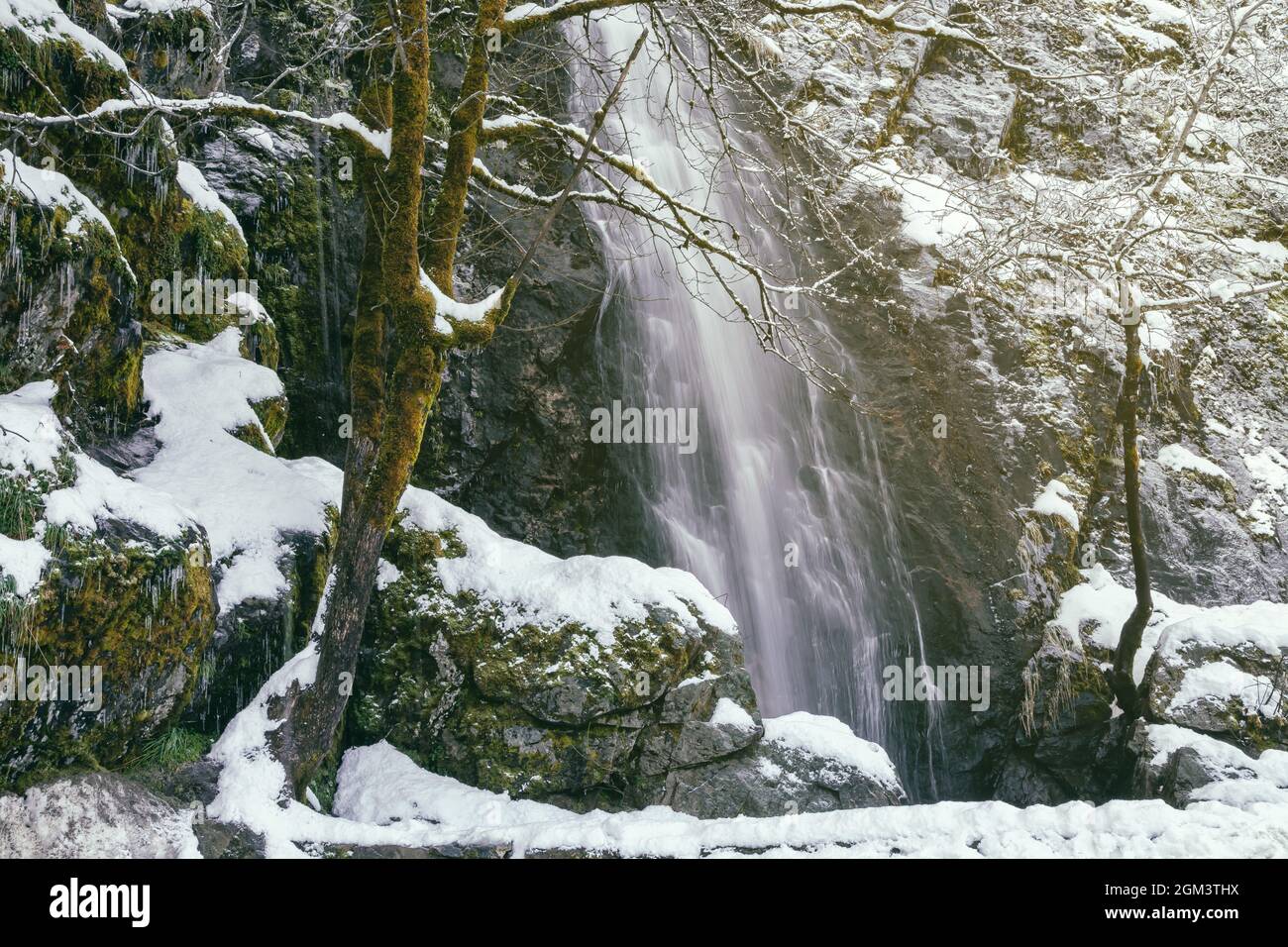 Pollock pine hi-res stock photography and images - Alamy