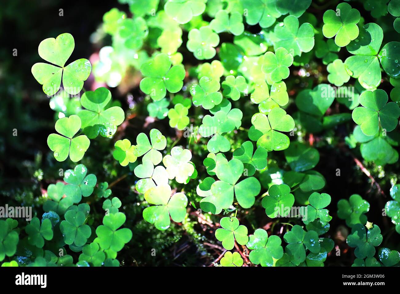 Background from plant clover four leaf. Irish traditional symbol. St ...