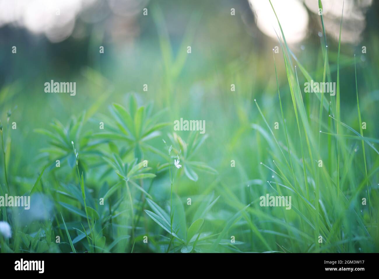 Wild flower. Little flowers on a green meadow spring Stock Photo - Alamy