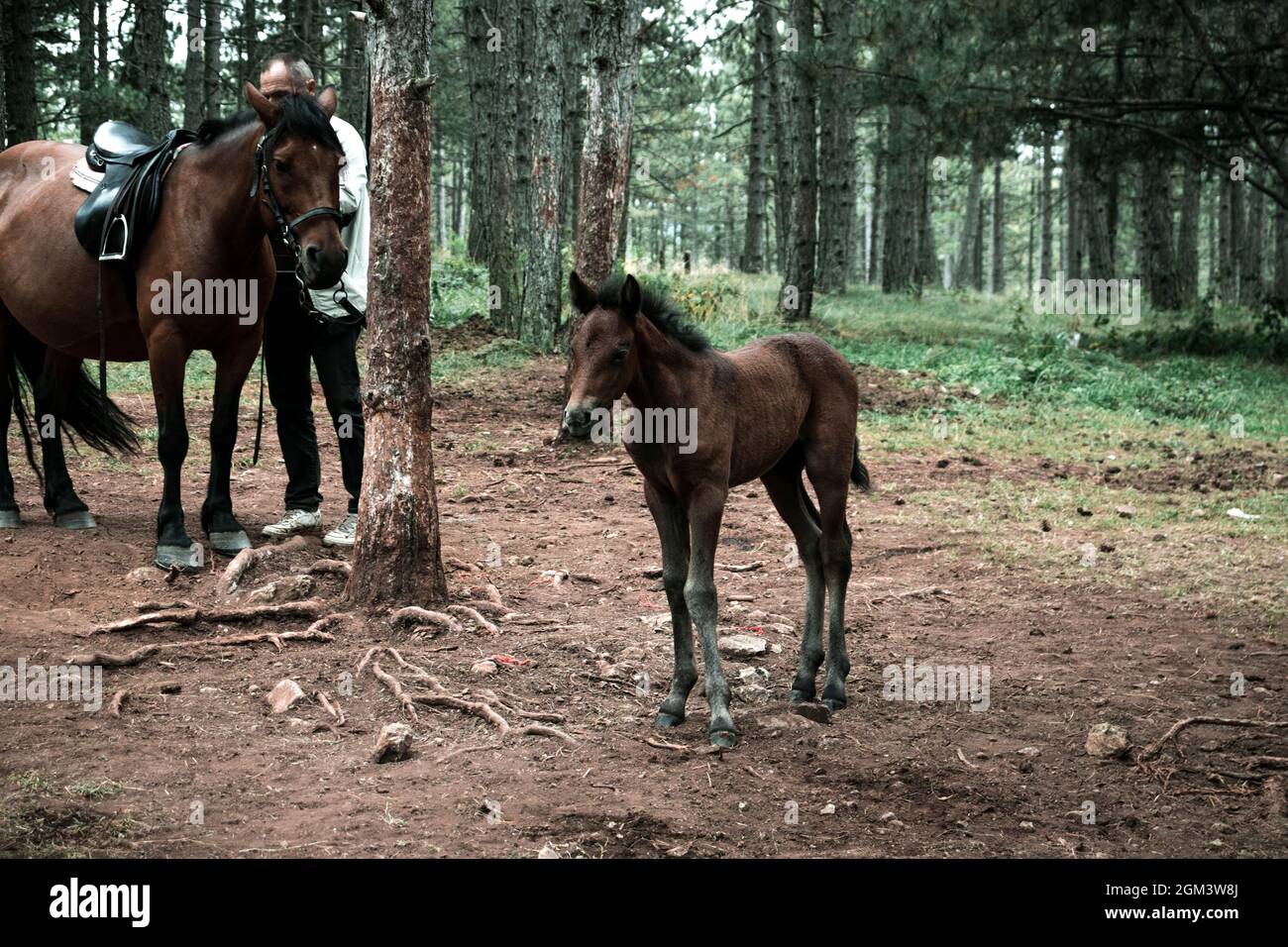 A Small baby horse in a forrest Stock Photo - Alamy