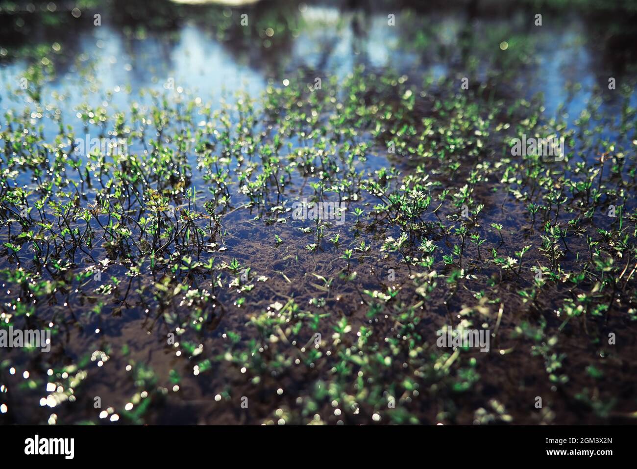 Bright spring greens at dawn in the forest. Nature comes to life in ...