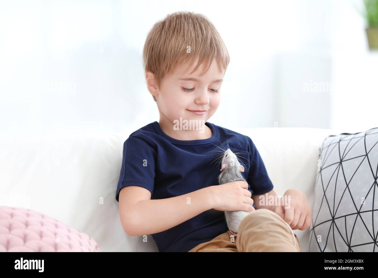 Little boy with cute pet rat on sofa indoors Stock Photo - Alamy