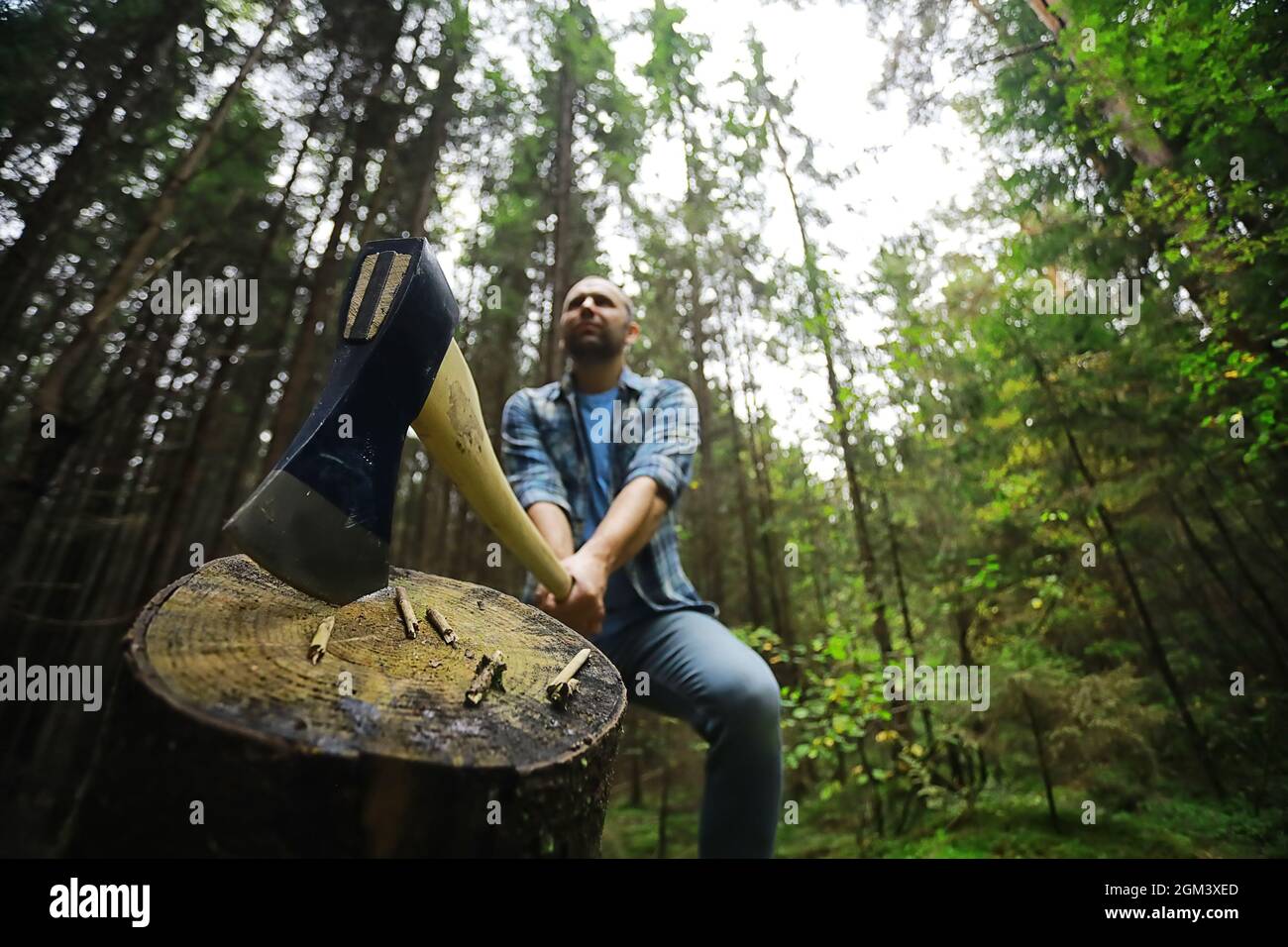 Male worker with ax chopping a tree in the forest Stock Photo - Alamy